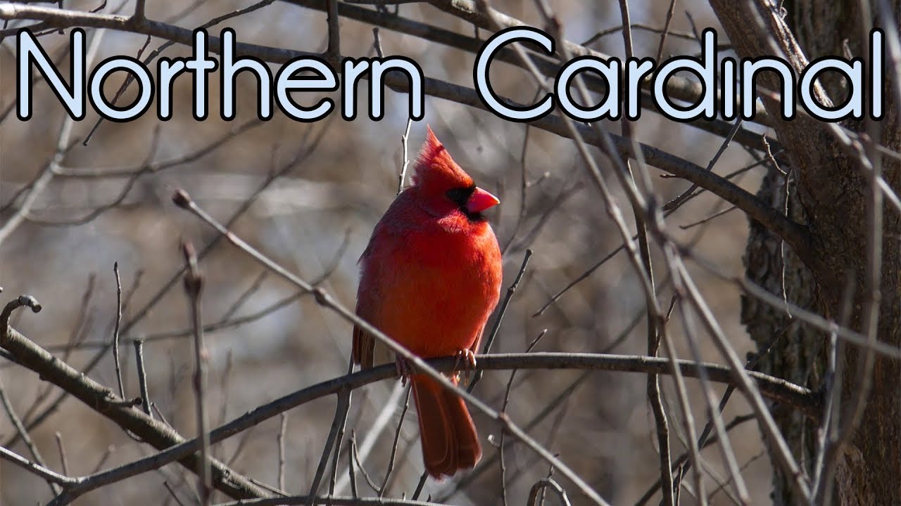 Northern Cardinal Song - YouTube