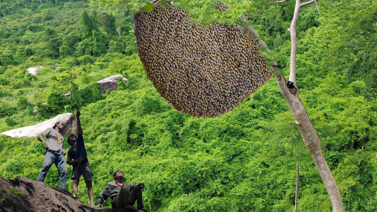 Primitive Technology: Amazing Catch A Giant HoneyBee For Food On The ...