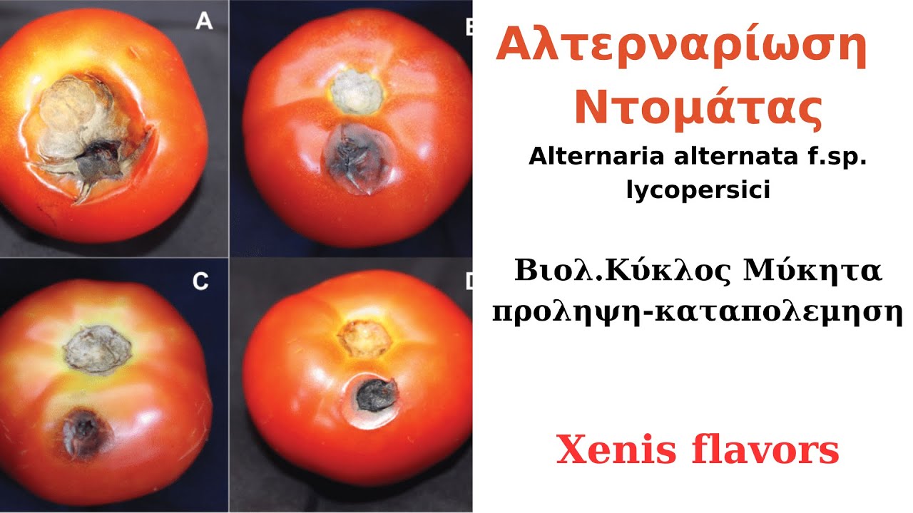 ΑΛΤΕΡΝΑΡΙΑ ΤΟΜΑΤΑΣ (ΒΥΘΙΣΜΕΝΕΣ ΚΗΛΙΔΕΣ). ΣΥΜΠΤΩΜΑΤΑ ΜΥΚΗΤΑ-ΠΡΟΛΗΨΗ ...