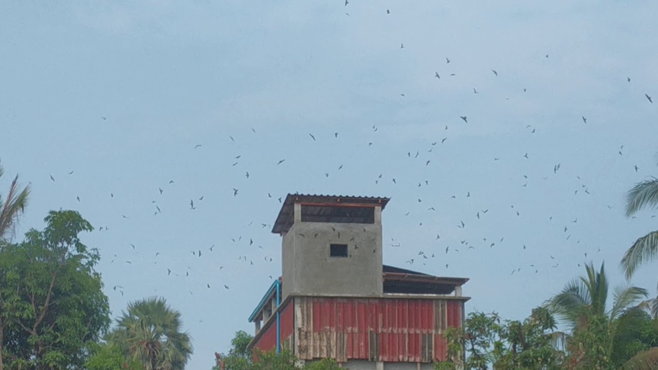 Swiftlet farming after one week in myanmar - YouTube
