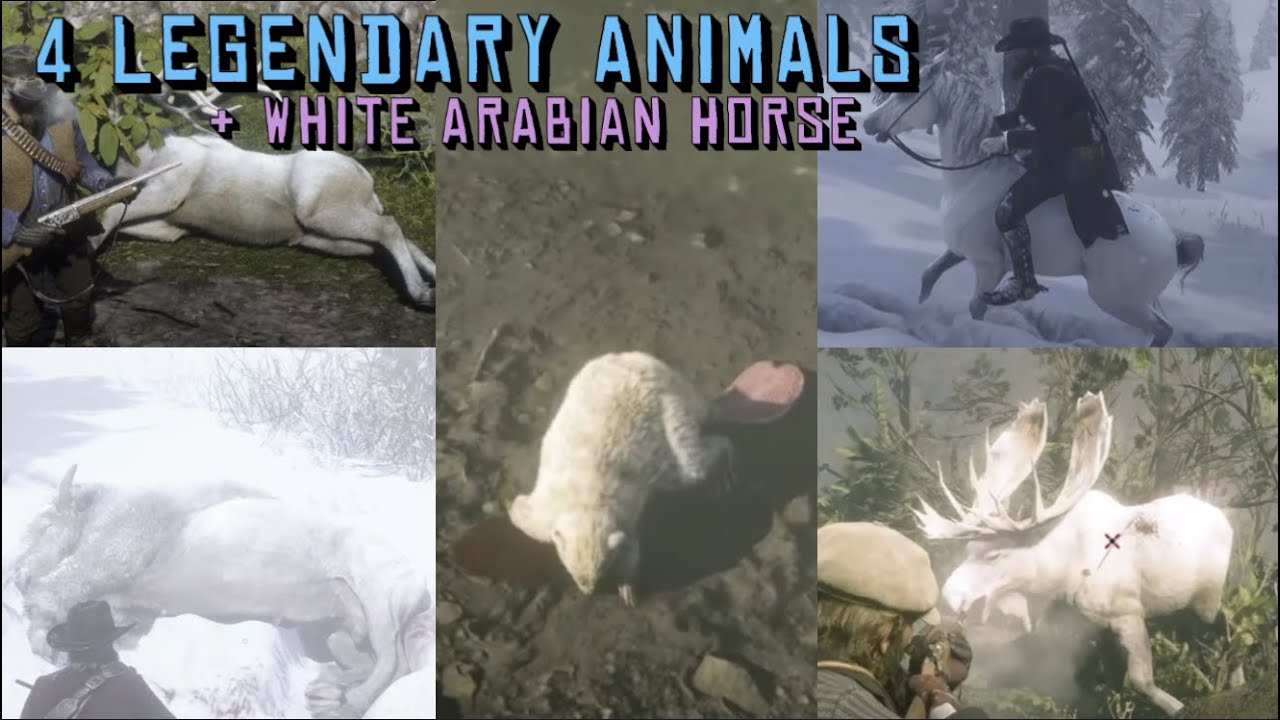 RDR2 - 4 Legendary Animals + White Arabian Horse - YouTube