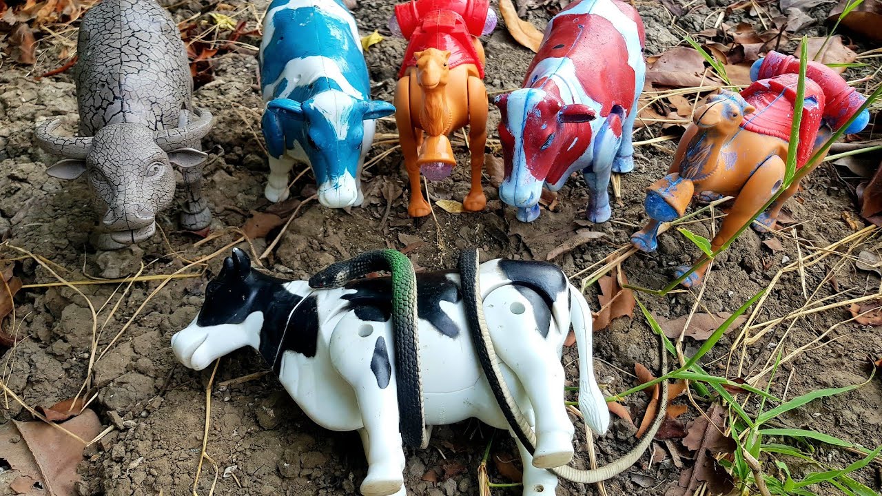 Wadidaw‼ SAPI DIMAKAN ULAR || Sapi lucu, sapi moo, sapi warna warni ...