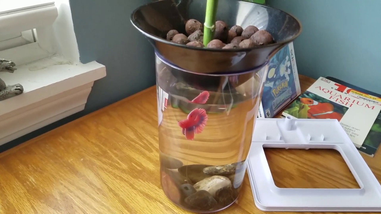 Marina betta buddy review - YouTube