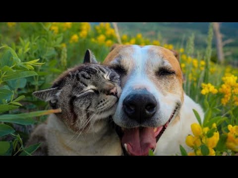 Talking Dogs and cats? - YouTube
