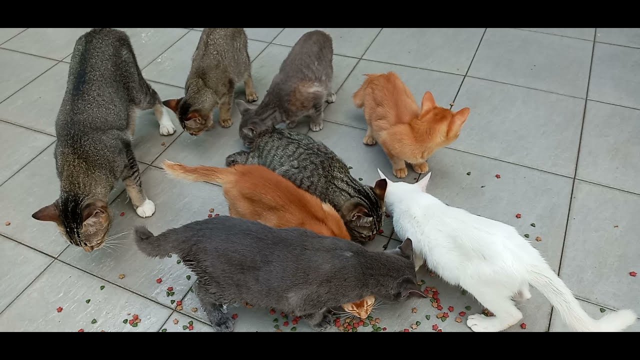 Time Machine Cats !!!! Longest Daily Cat's Story . - YouTube