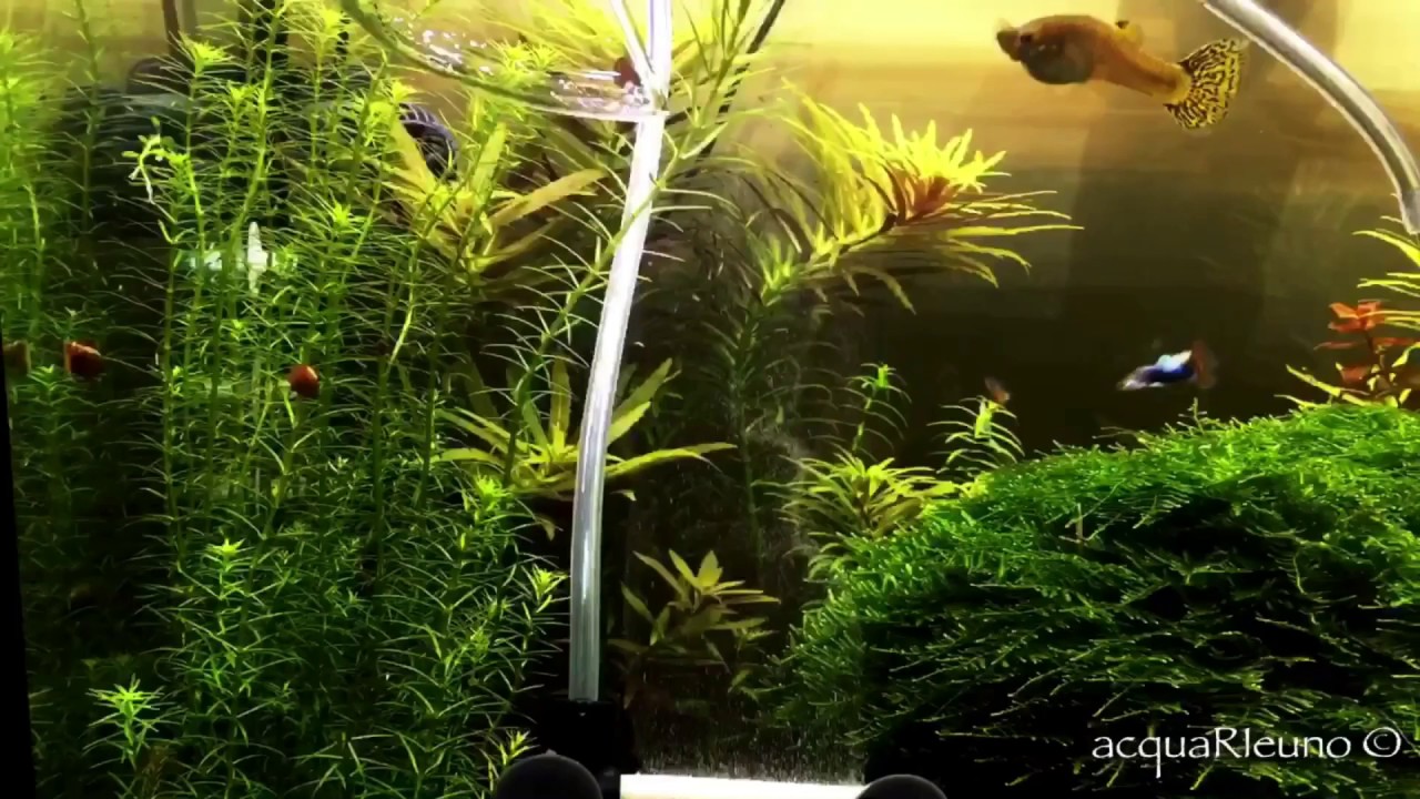 Using Bazooka Co2Art - Bazooka in acquario - YouTube