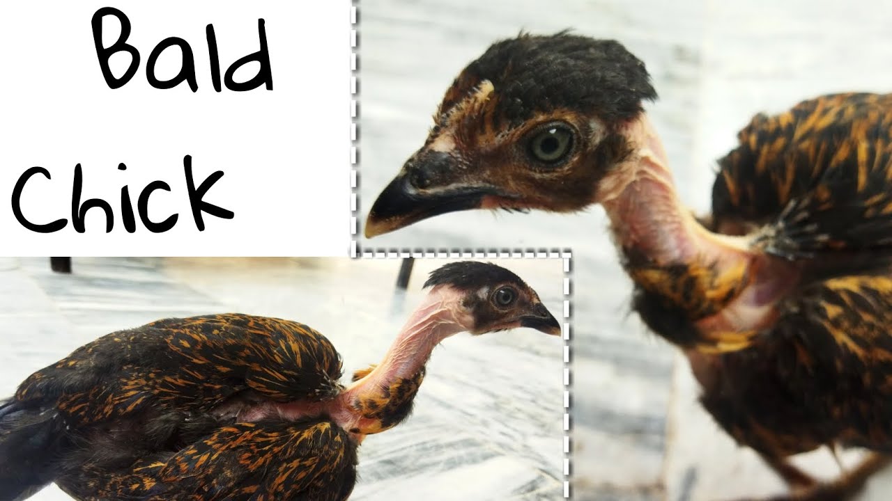Bald Chick, Bald Chicken kid, 😱😱 - YouTube