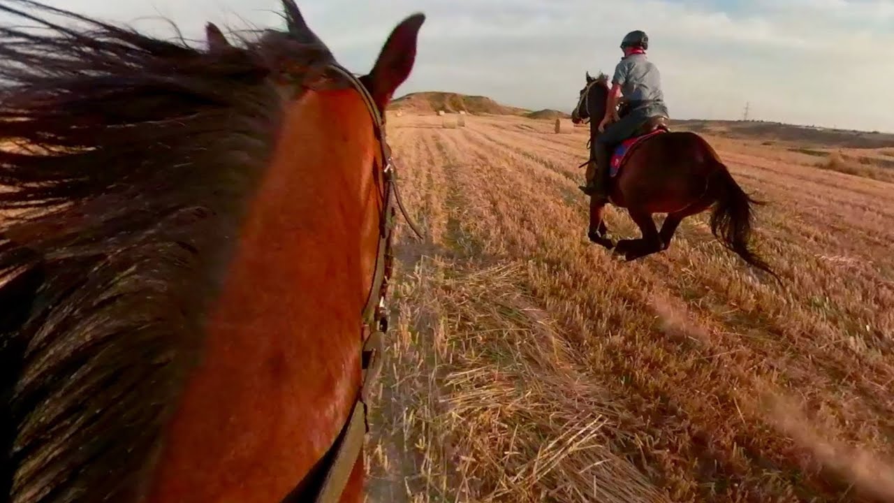 Gone riding. Gone wild! Fast Horse Ride in farmland! - YouTube