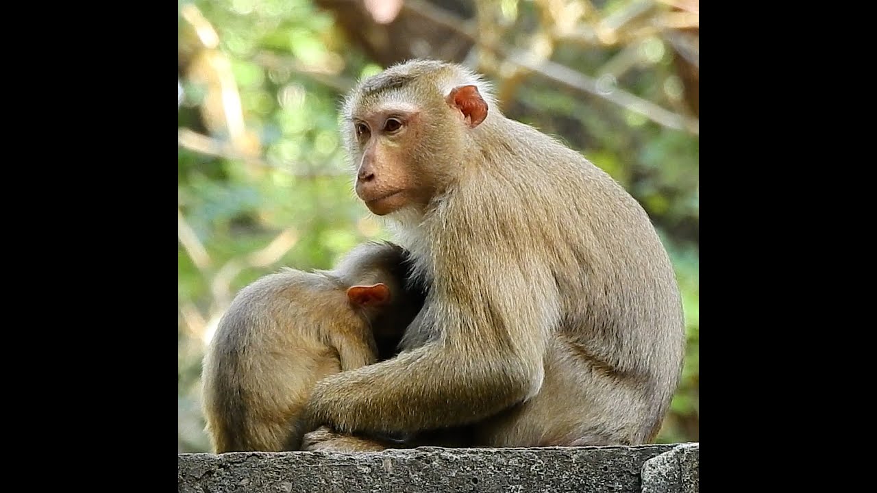 Very Sweet Of Luna and Baby Lucie Having a Nape and Breast Breeding ...