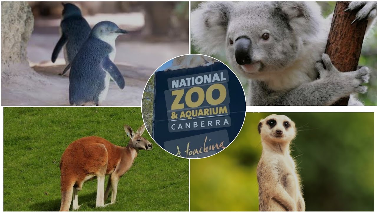 National zoo and Canberra /Australia/Canberra zoo - YouTube