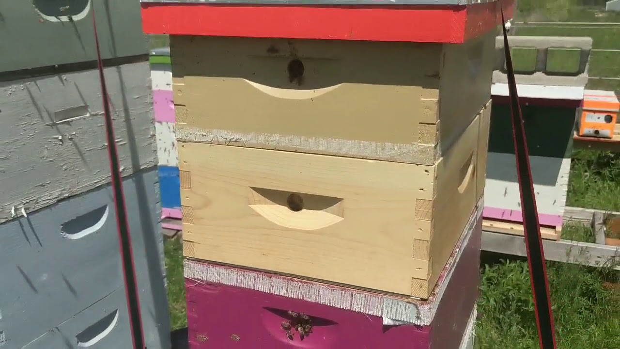 Working hives Memorial day weekend, 2020 - YouTube