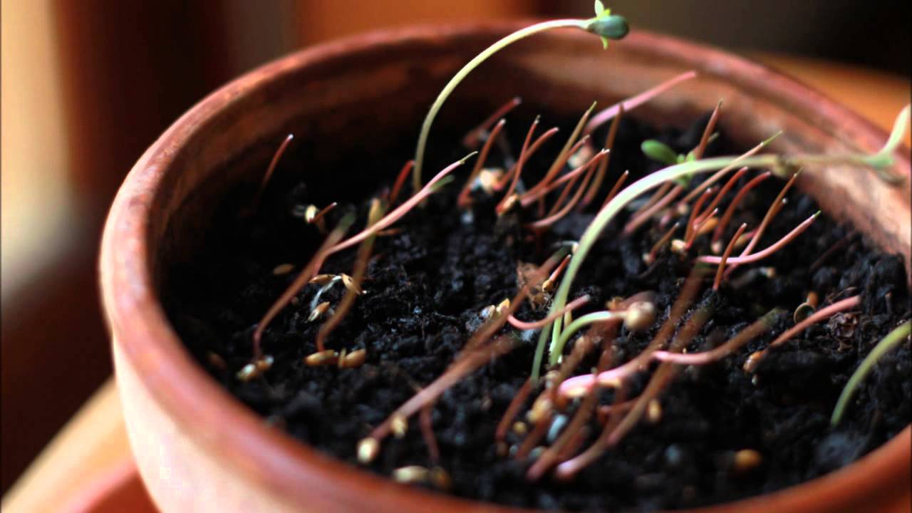 Phototaxis - YouTube