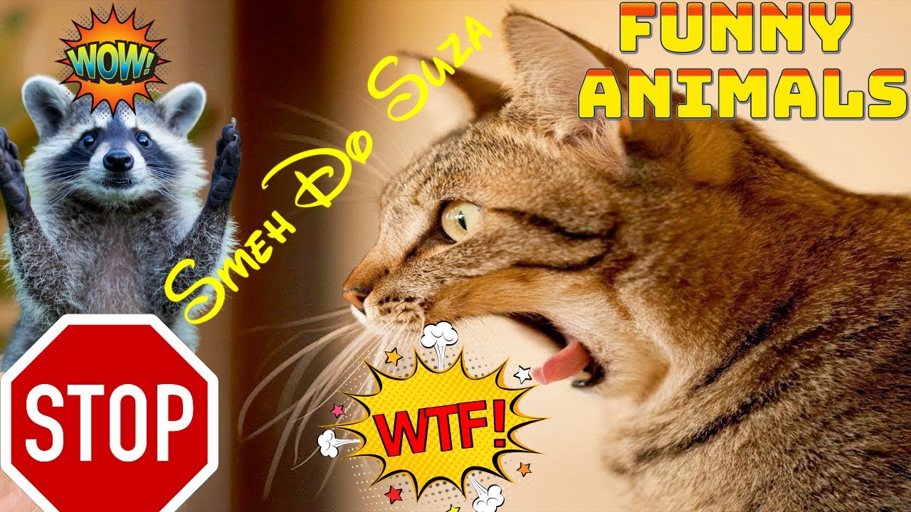 SMESNI KLIPOVI PSI I MACKE 2021 ⭐⭐⭐⭐⭐SMESNE ZIVOTINJE⭐ 😺😺😺 - YouTube