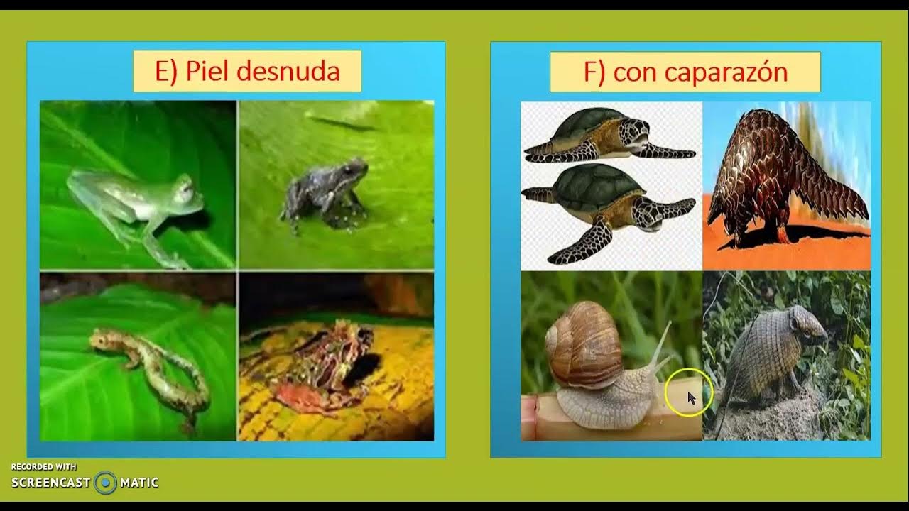 Cubierta corporal de los animales. - YouTube