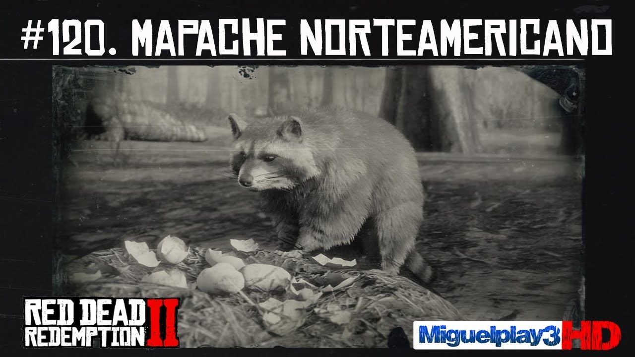 Localización Mapache Norteamericano - #120. Compendio Animales - Red ...
