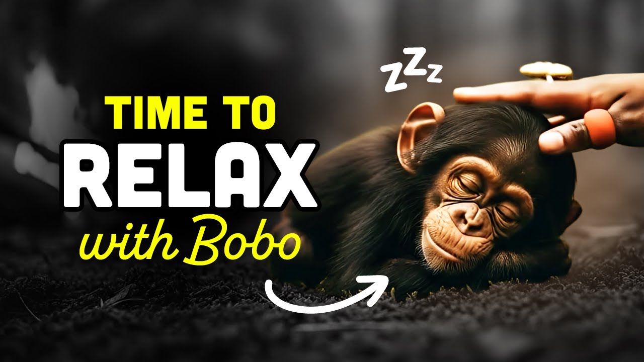 Adorable Baby Chimp Takes a Nap (1-Hour ASMR for Sleep & Study) - YouTube