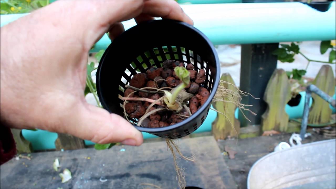 Planting strawberries in my new hydroponic system. - YouTube