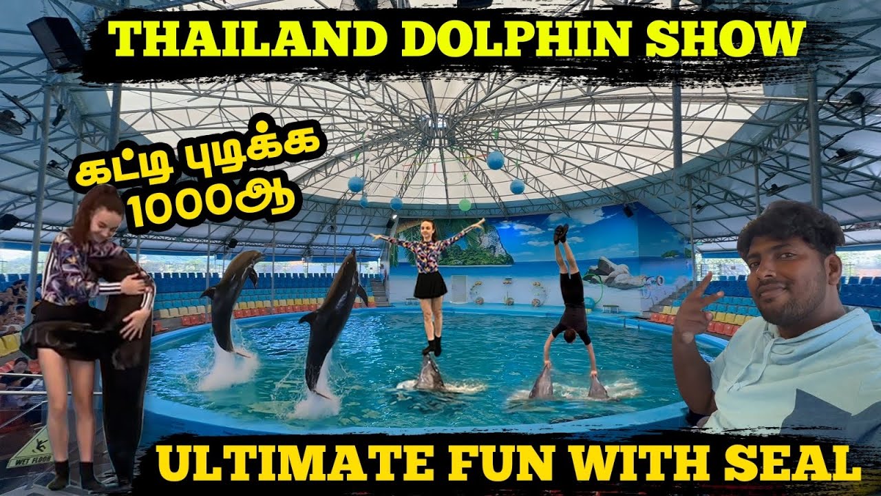 Best Ever Dolphin Show in Phuket🔥| 🐬Dolphins வேற லெவல் ஆட்டம் ️ | Seal | Thailand 🇹🇭 | Muralis ...
