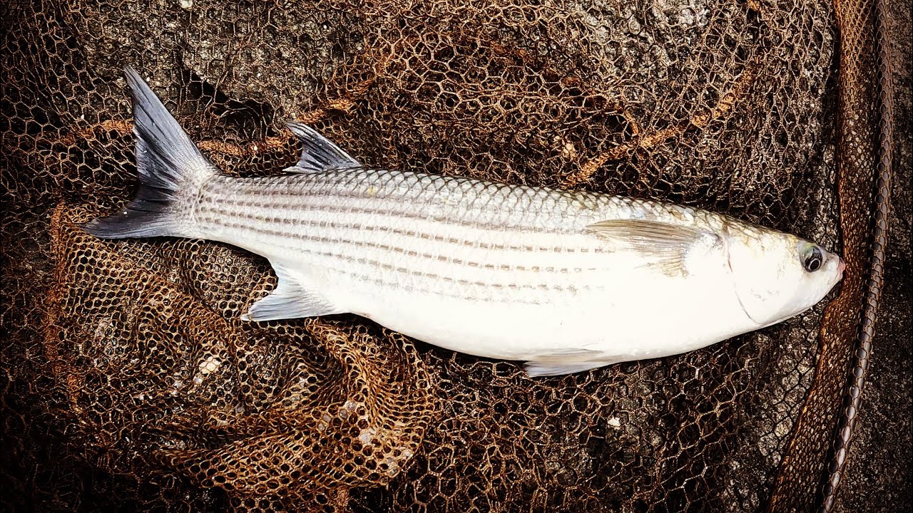 Catching Thick Lipped Mullet Using Bread - Fishing For Mullet - Pier ...