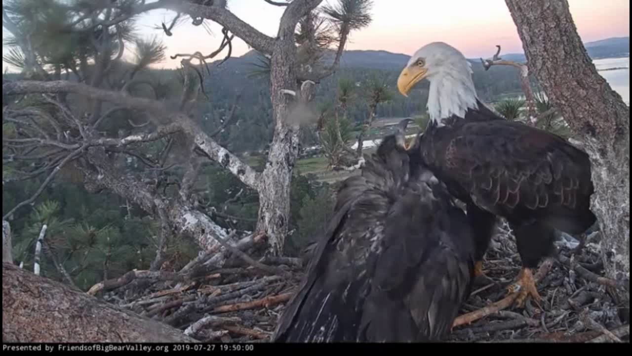 Sweet Simba - Family Interaction with Dad & Mom - July 27, 2019 - Big ...