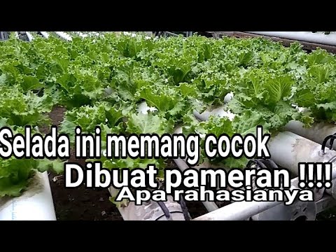 HIDROPONIK !!!!!!! SELADA JUNCTION HASILNYA EMANG BAGUS - YouTube
