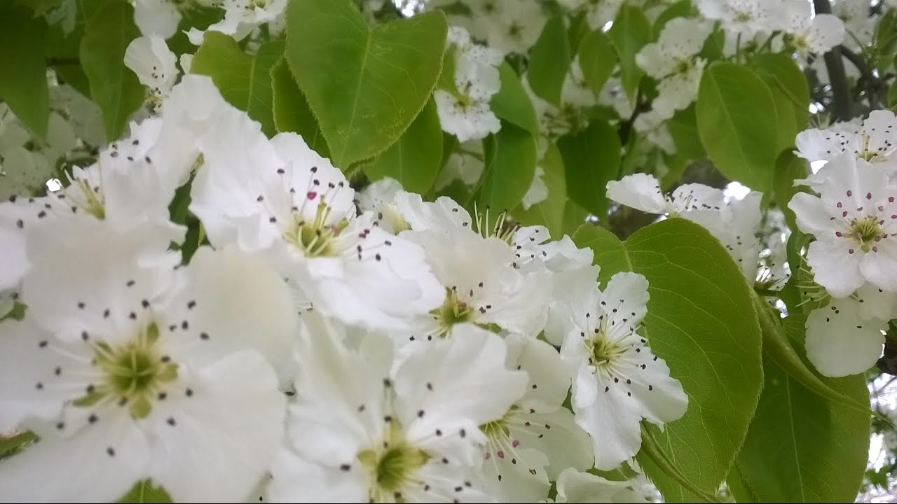 Spring Belgium / Весна Бельгия - YouTube