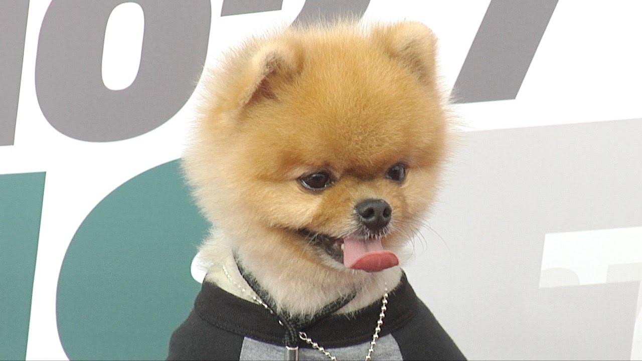 Jiff the Dog (Jiffpom) KIIS FM Wango Tango 2015 Pink Carpet Arrivals ...