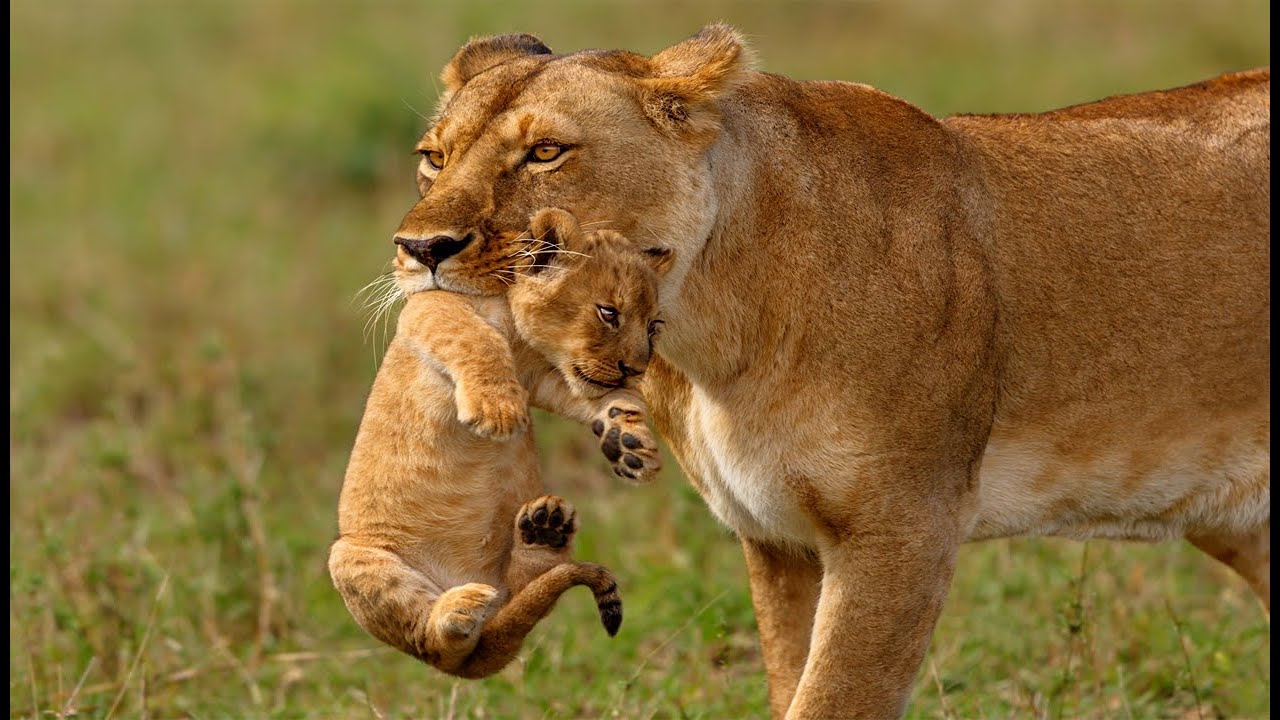 Lioness Carries Her Baby To Safe Place YouTube lioness-carries-her-baby-to-safe-place-youtube