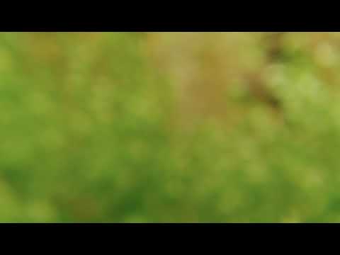 full hd Bokeh background-no copyright