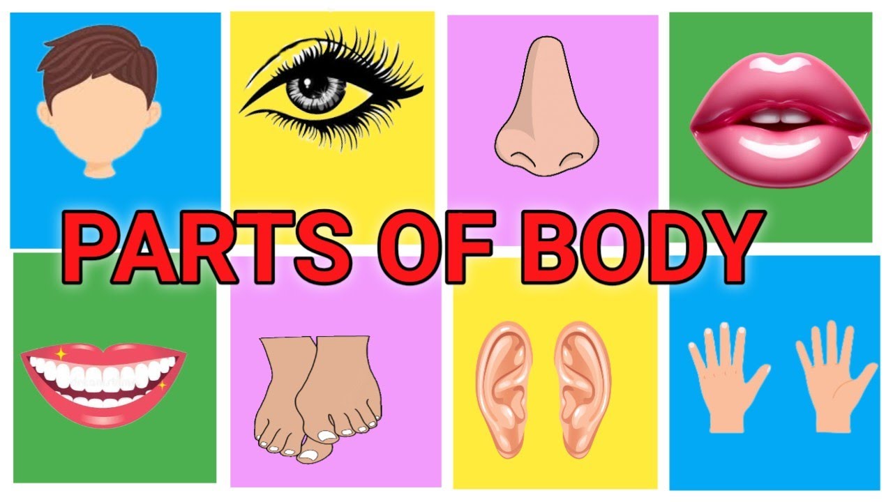Human Body Parts for Kids | Learn All Body Parts with Pictures | Full ...