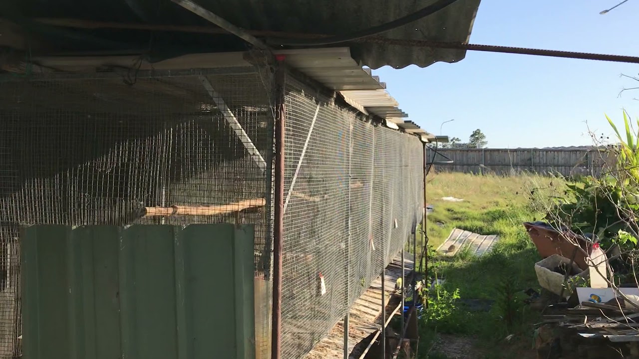 Eclectus aviary set up - YouTube