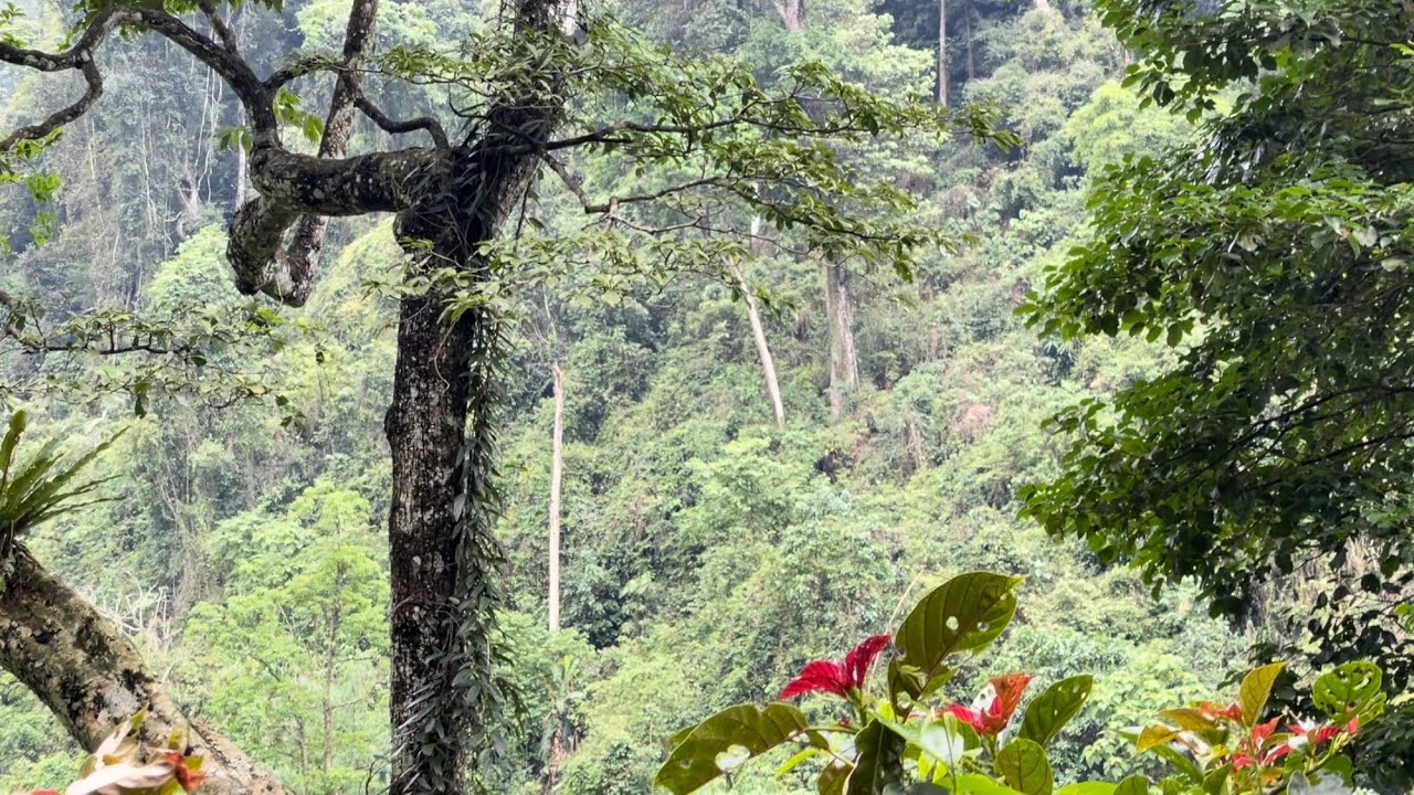 Explore the protective forest in the Northeast. - YouTube