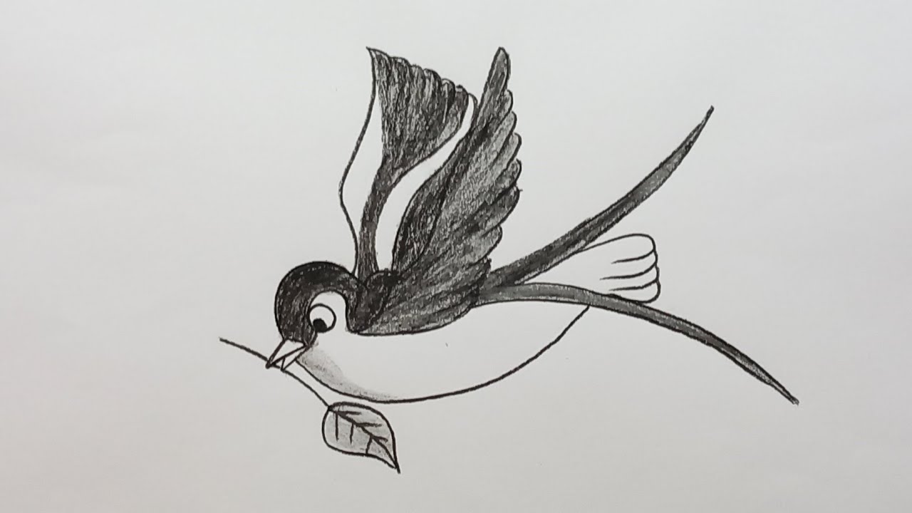 swallow bird drawing!! how to draw a bird easy! pencil drawing ...