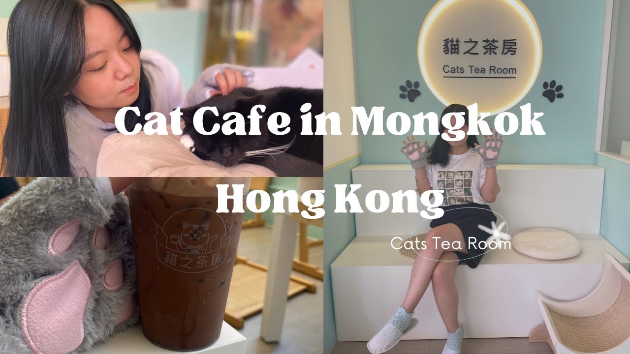 Cat Cafe in Mongkok Hong Kong (Cats Tea Room) - YouTube