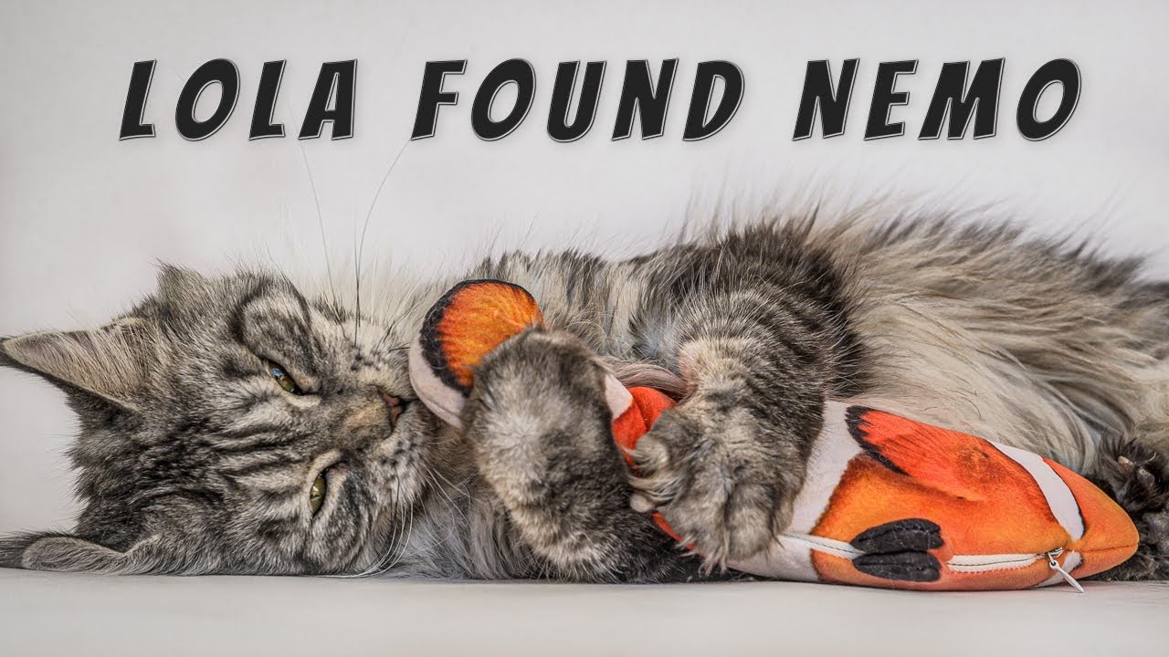 Maine Coon Lola found Nemo. - YouTube