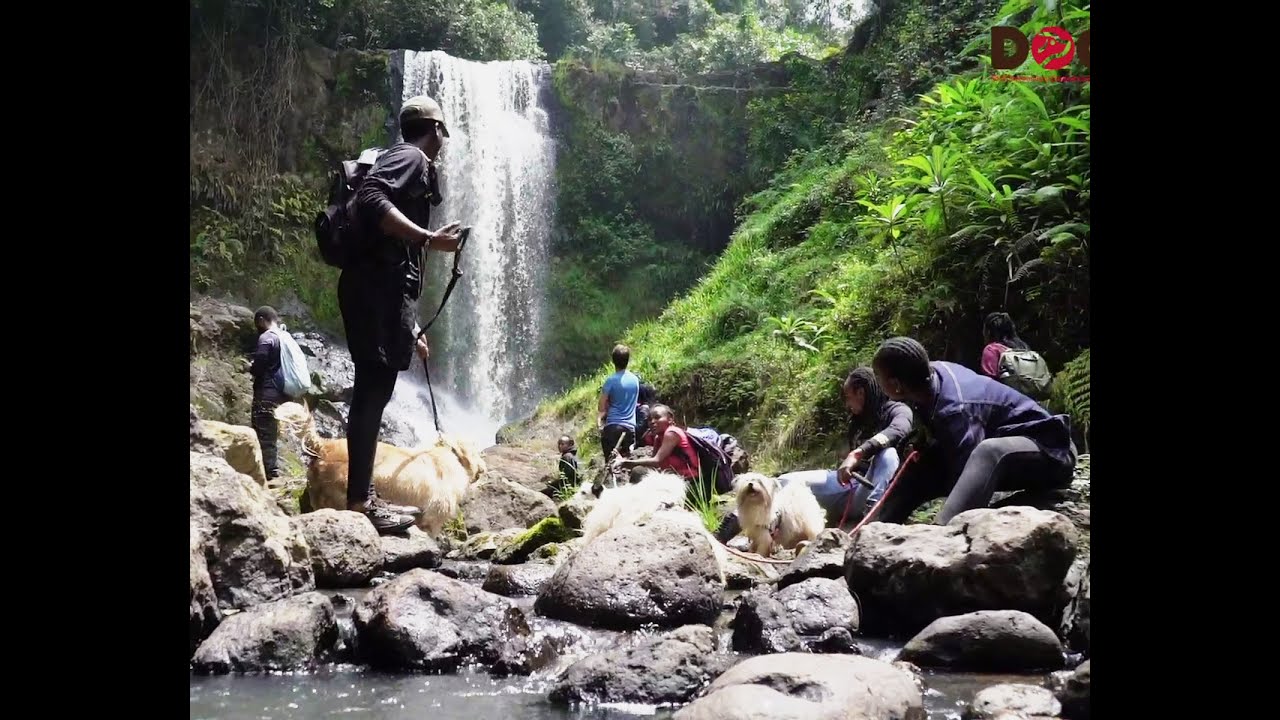 BEAUTIFUL DOGS SWIM AT KIENI FOREST WATER FALLS DOG WALK (DOG TV KENYA ...