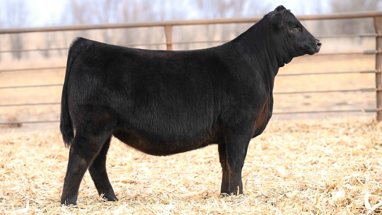 Thomas Ranch: Lot 8 - YouTube