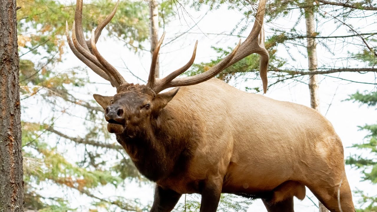 Elk Bulls Being Scrappy During the Rut - YouTube