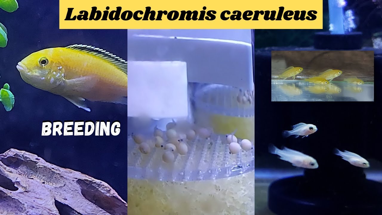 Yellow Lab Cichlids Breeding! | 55G Yellow Lab Aquarium - YouTube