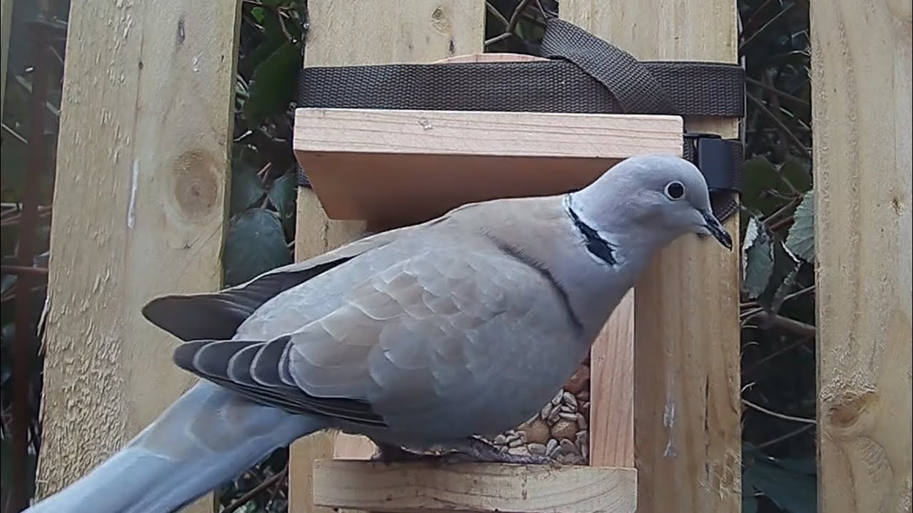 This collared dove is making the most of being able to get into the ...