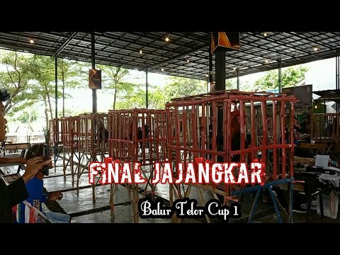 Kontes ayam pelung balur telor kelas final jajangkar - YouTube
