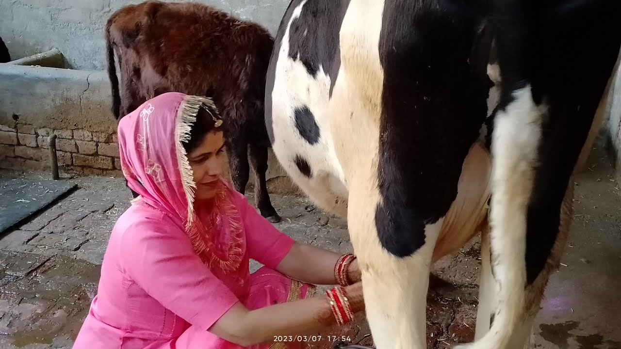 morning cow milking daily routine 🥰🐄🐄🐶 - YouTube