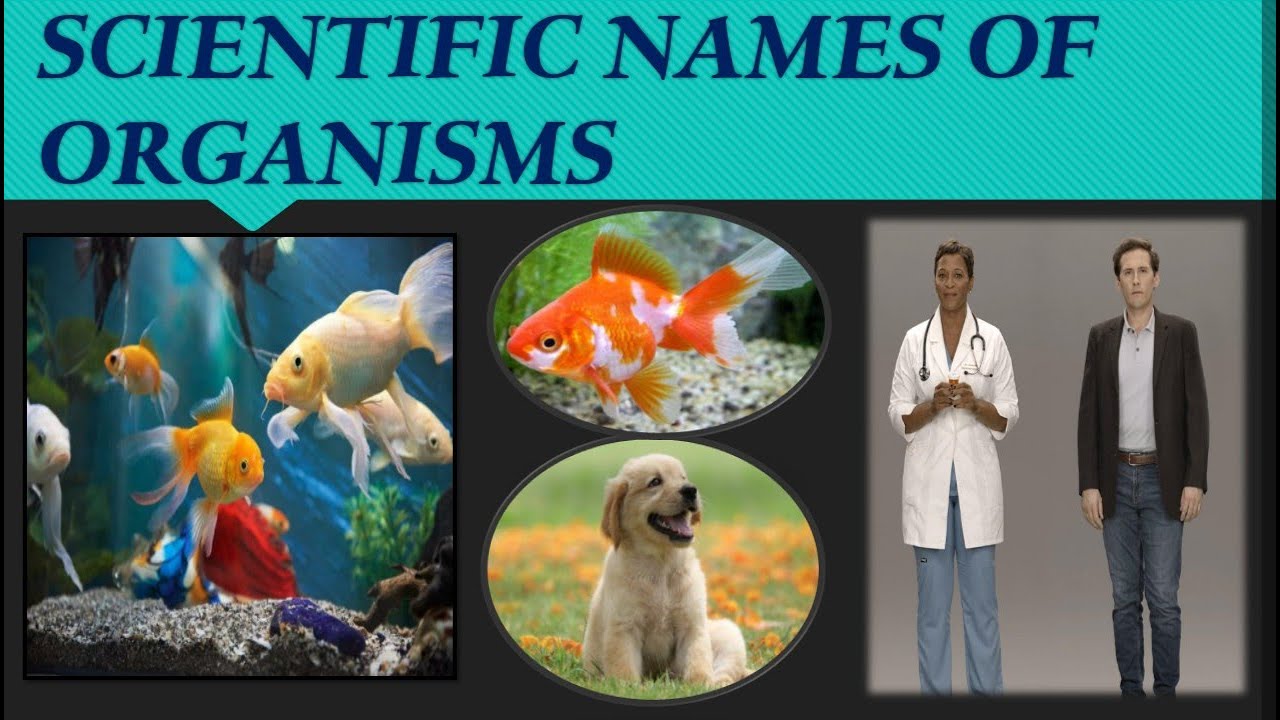 SCIENTIFIC NAMES OF ORGANISMS - ZOOLOGICAL NAMES - YouTube