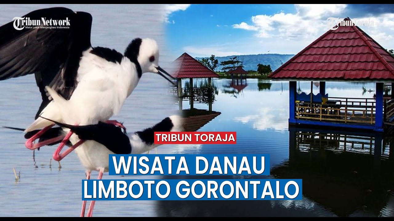 🔴UPDATE TRAVEL: Wisata Danau Limboto Gorontalo Hingga Sensai Mandi Air ...