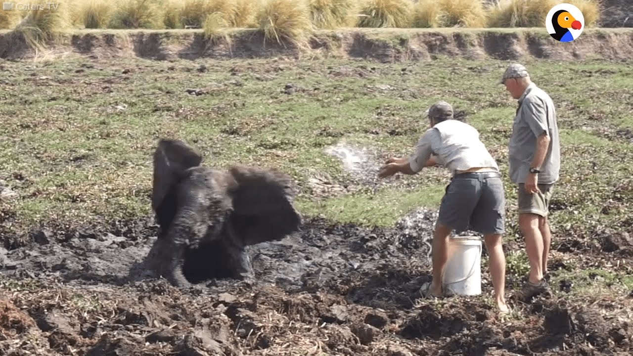 Heroes Saw Animals In Trouble And Did Exactly The Right Thing - YouTube