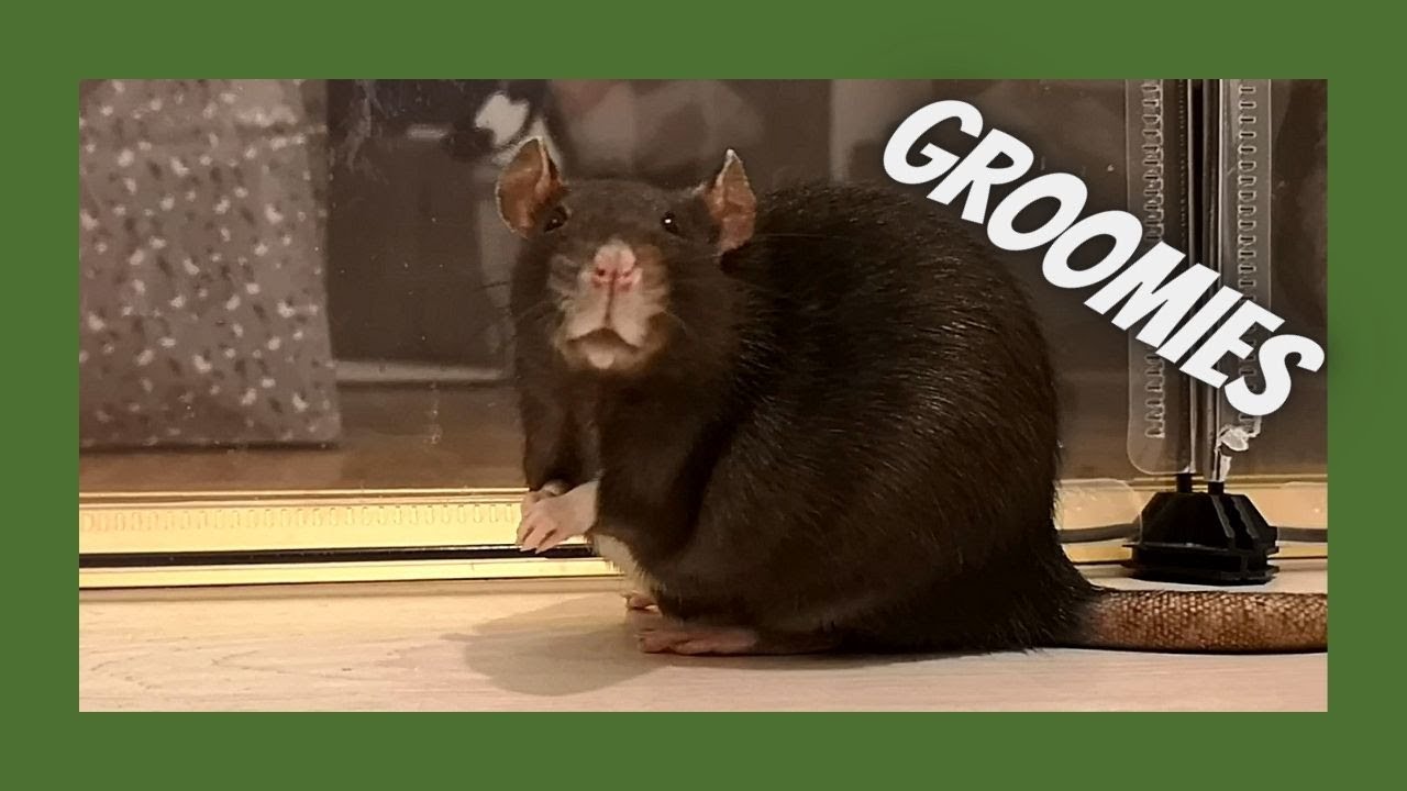 Rat Grooming Compilation - YouTube