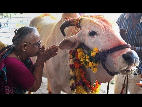 Hindistan’da İnekler Neden Kutsaldır ?
