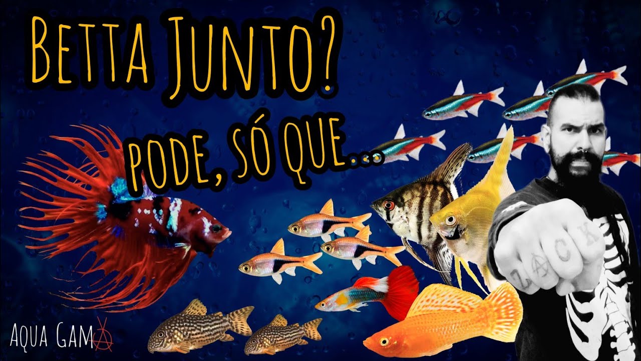 Bettas junto com outros peixes! Quais e como fazer isso? - Guia dos ...