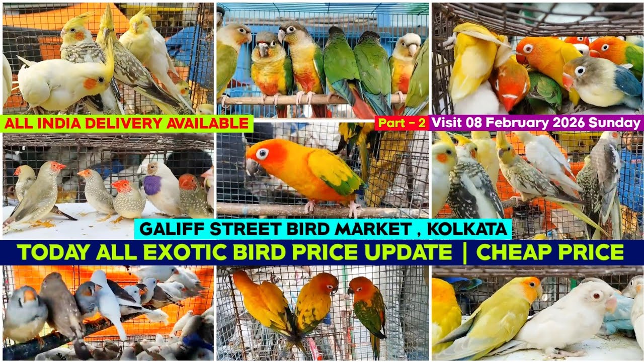 Kolkata Bird Market | Exotic Bird Price Update | Galiff Street Pet ...