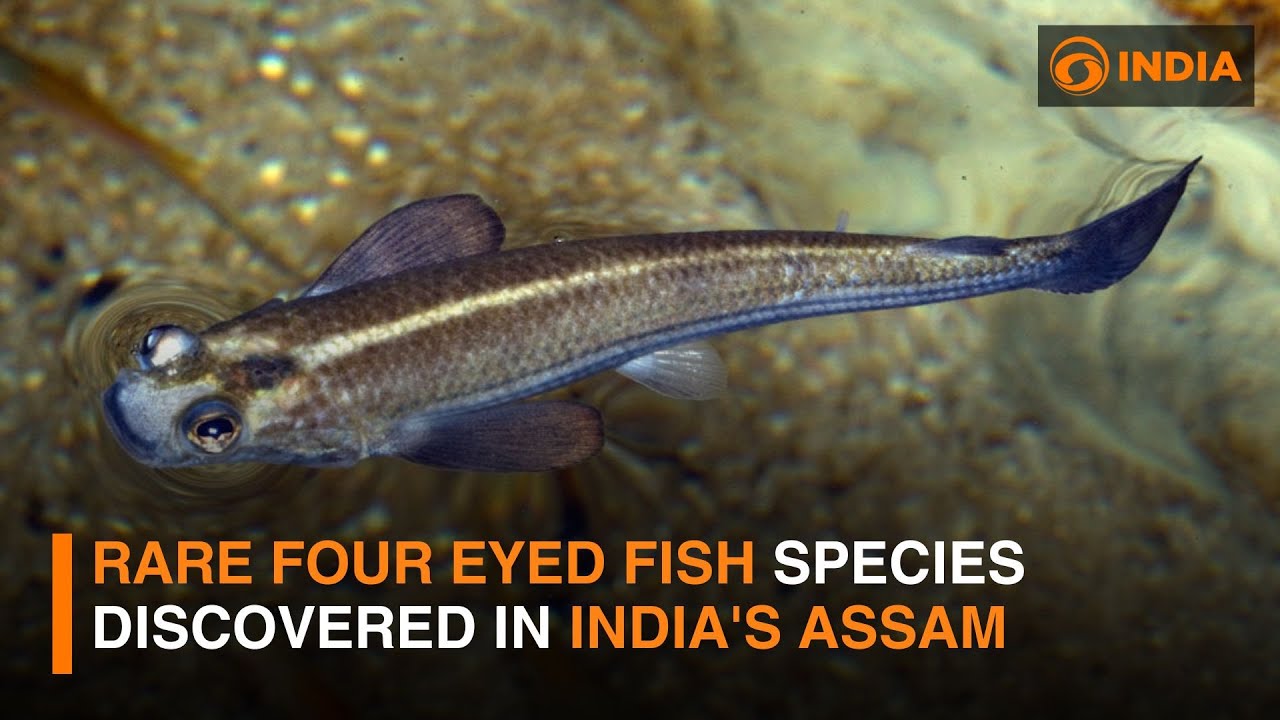 Rare four eyed fish species discovered in India's Assam | DD India ...